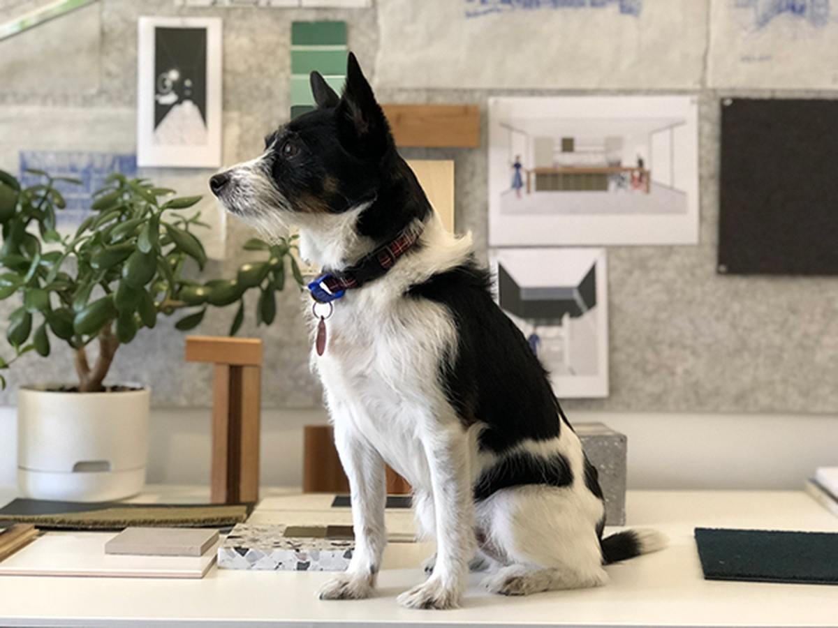 Vote Now: Help Scout Crown Australia’s Best Office Dog | Scout Jobs